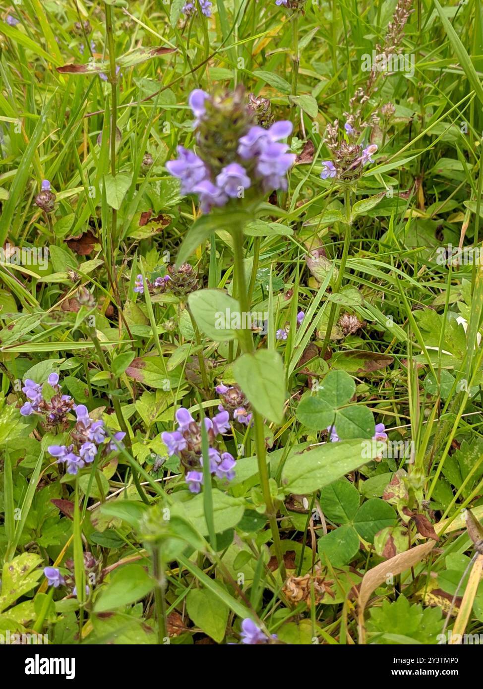 common selfheal (Prunella vulgaris) Plantae Stock Photo - Alamy