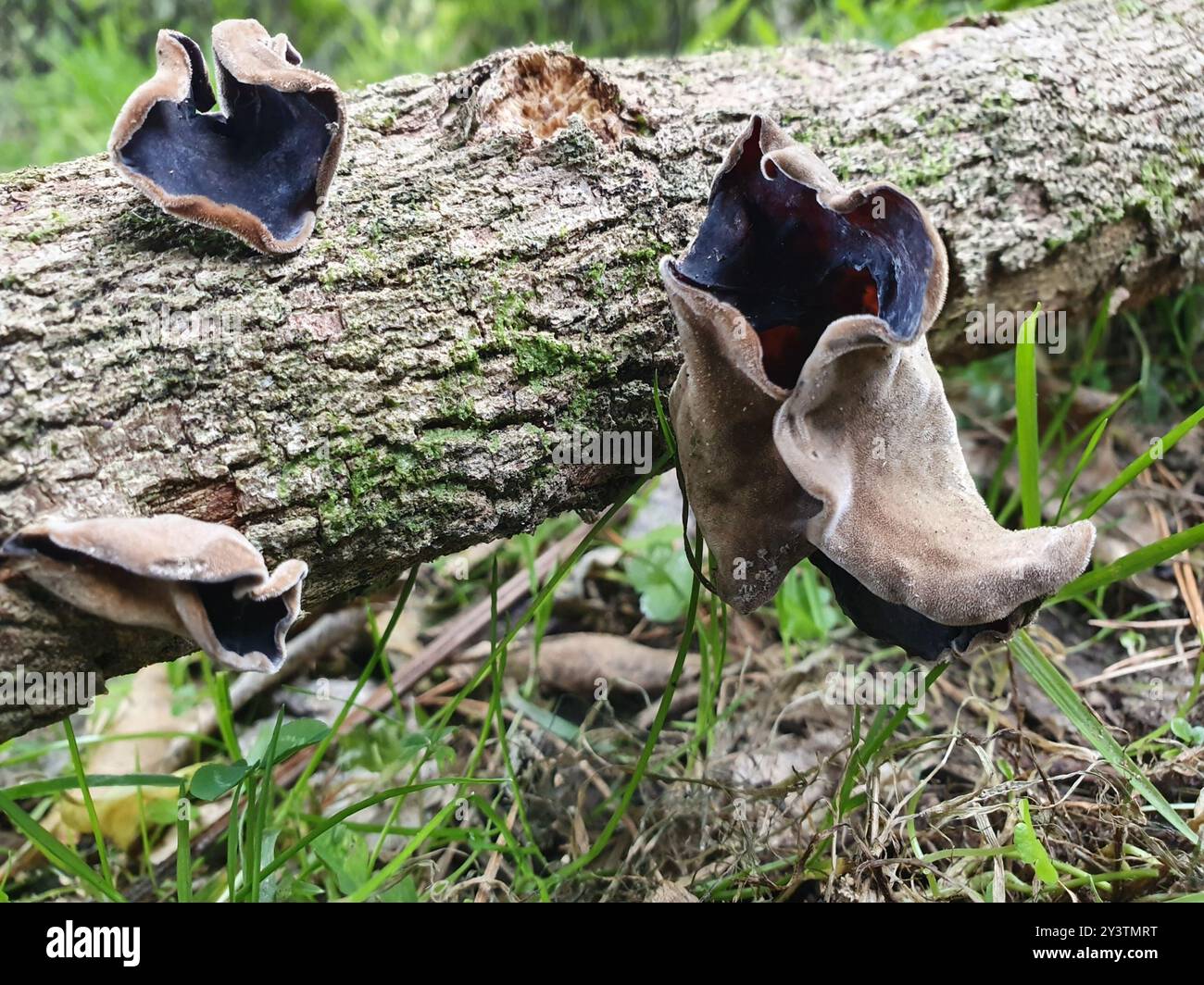 Ear fungus (Auricularia cornea) Fungi Stock Photo - Alamy