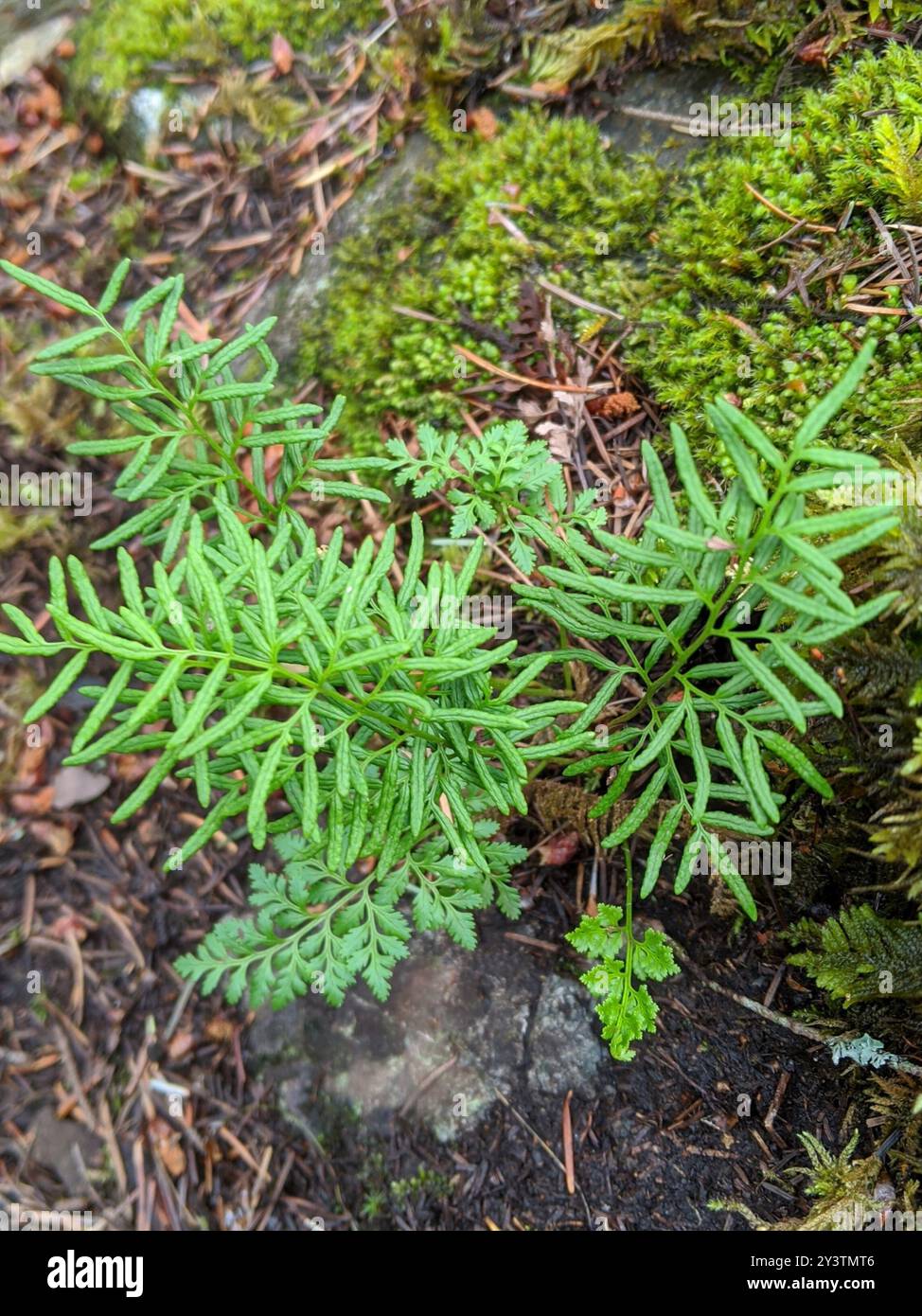 American parsley fern (Cryptogramma acrostichoides) Plantae Stock Photo ...