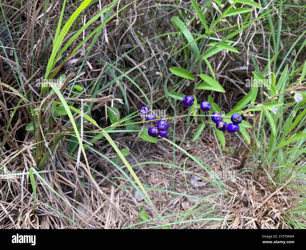 cerulean flax-lily (Dianella ensifolia) Plantae Stock Photo - Alamy