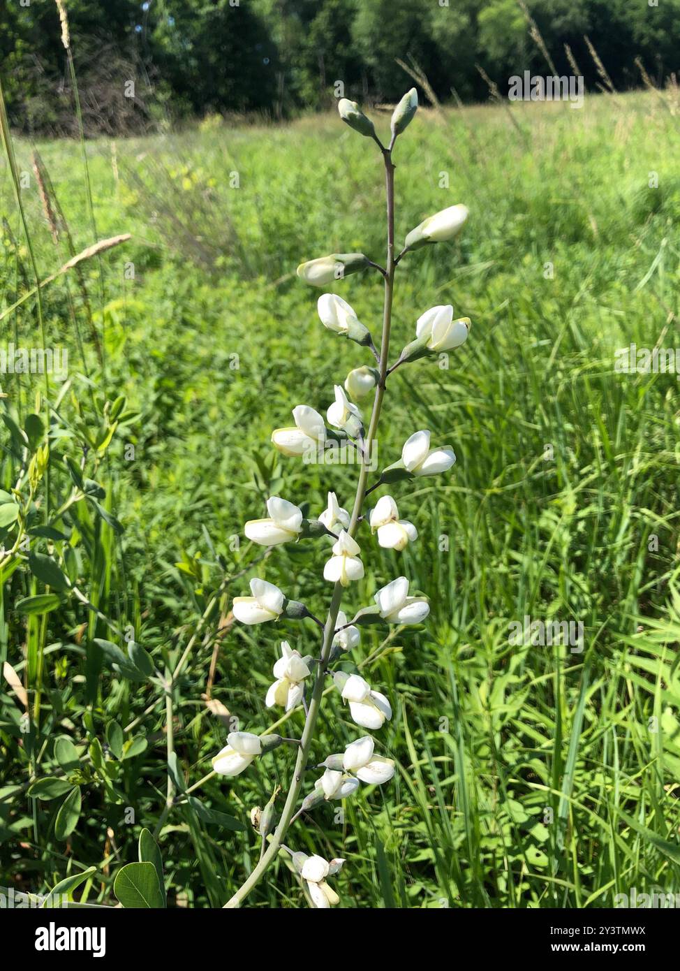 white wild indigo (Baptisia alba) Plantae Stock Photo - Alamy