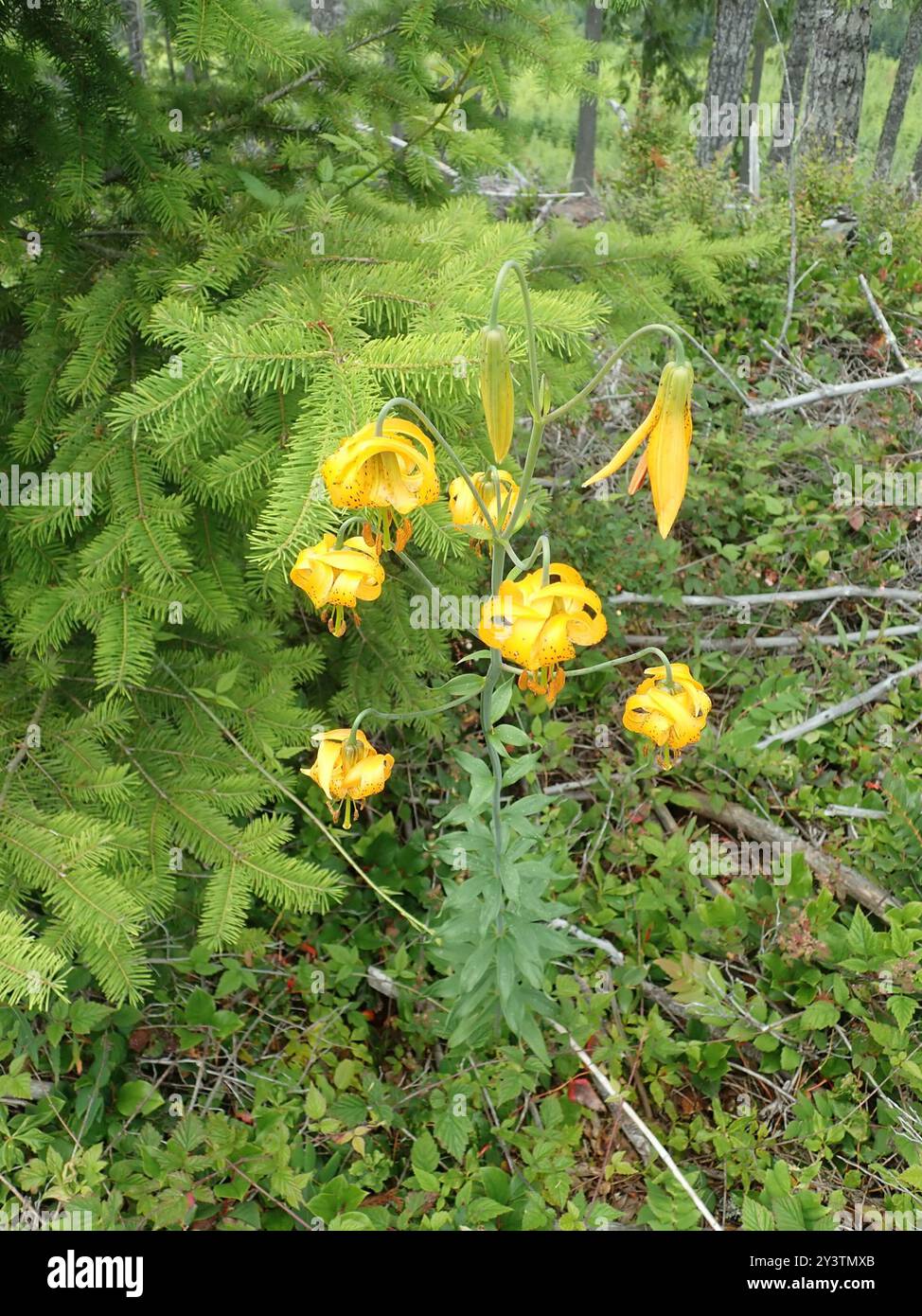 Columbia lily (Lilium columbianum) Plantae Stock Photo - Alamy