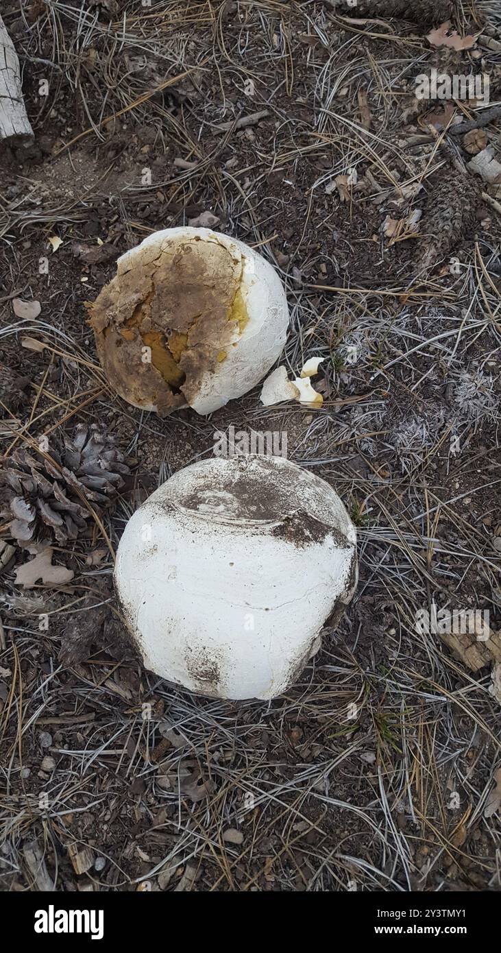 puffballs (Lycoperdaceae) Fungi Stock Photo - Alamy