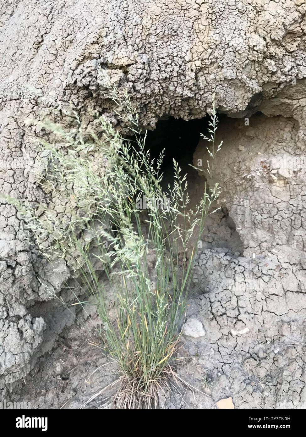 nuttall's alkali grass (Puccinellia nuttalliana) Plantae Stock Photo ...