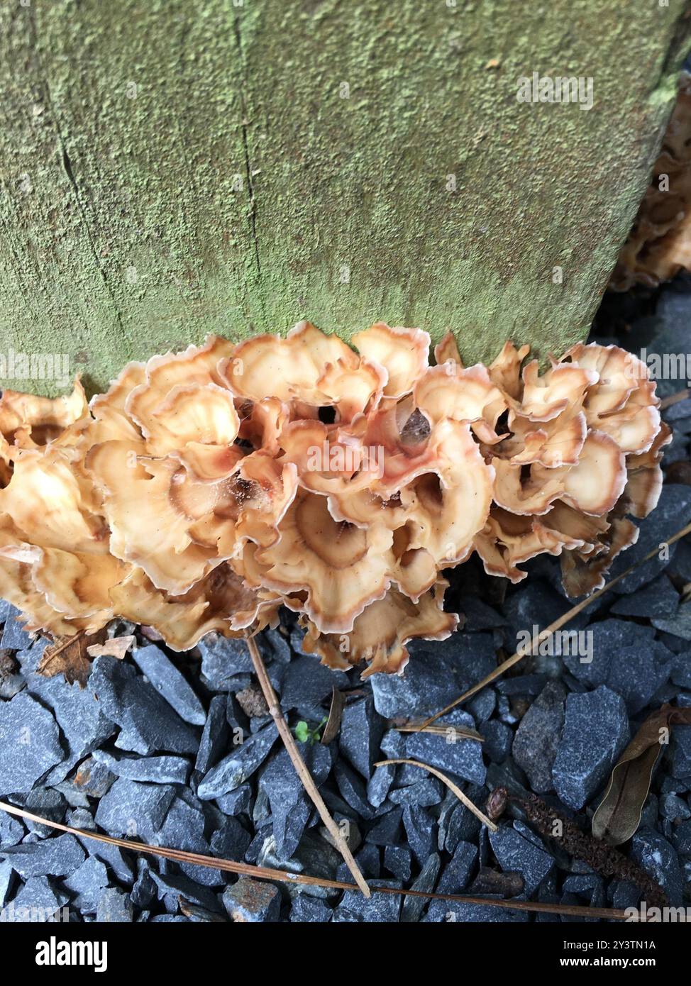 Wine Glass Fungus (Podoscypha petalodes) Fungi Stock Photo - Alamy
