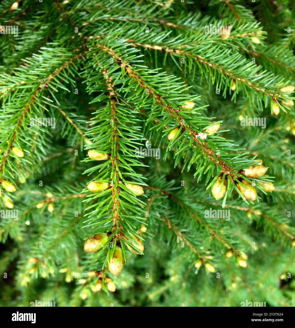 red spruce (Picea rubens) Plantae Stock Photo - Alamy