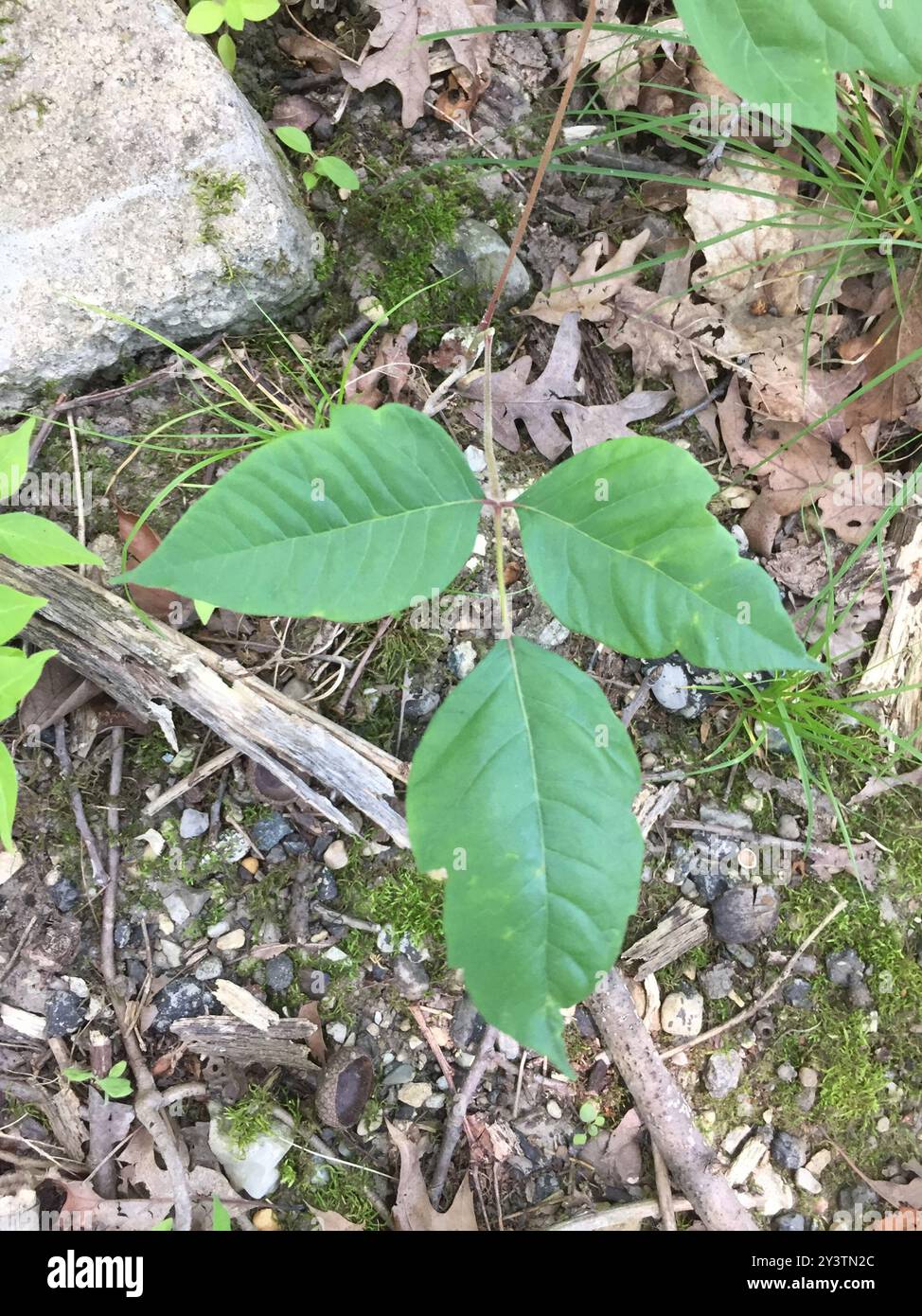 eastern poison ivy (Toxicodendron radicans) Plantae Stock Photo - Alamy