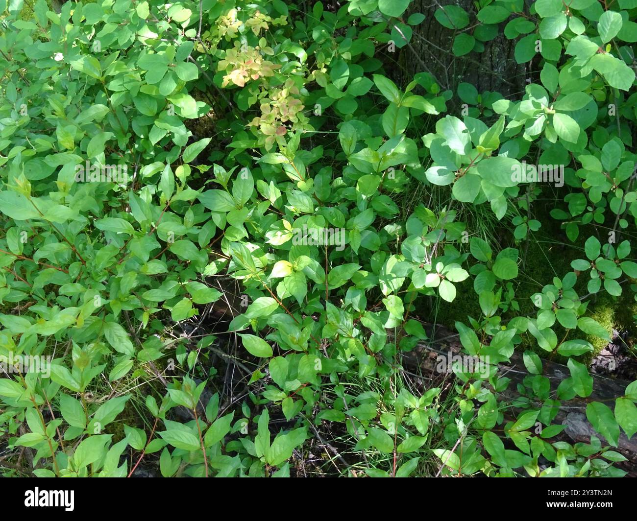 northern bush honeysuckle (Diervilla lonicera) Plantae Stock Photo - Alamy