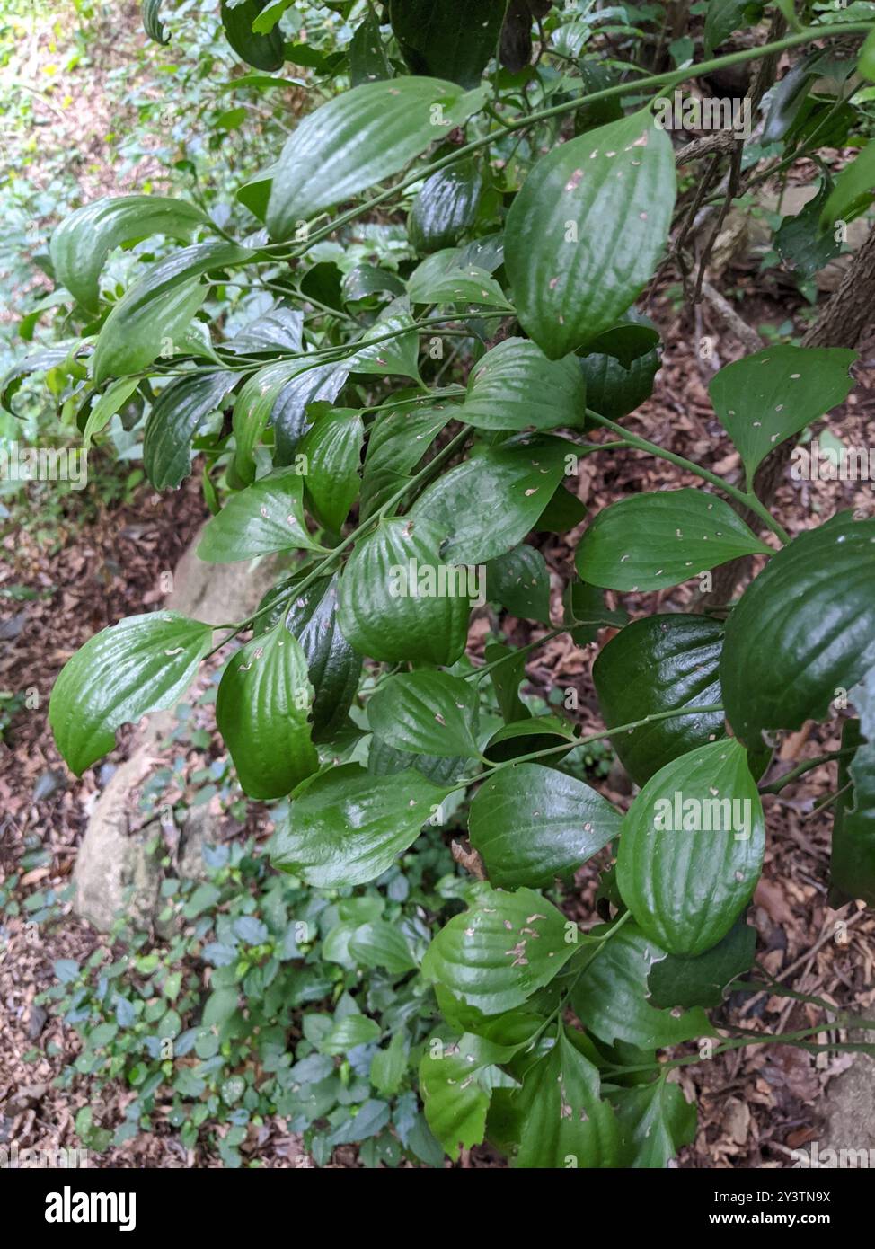 Broad Leaved Native Cherry (Exocarpos latifolius) Plantae Stock Photo ...