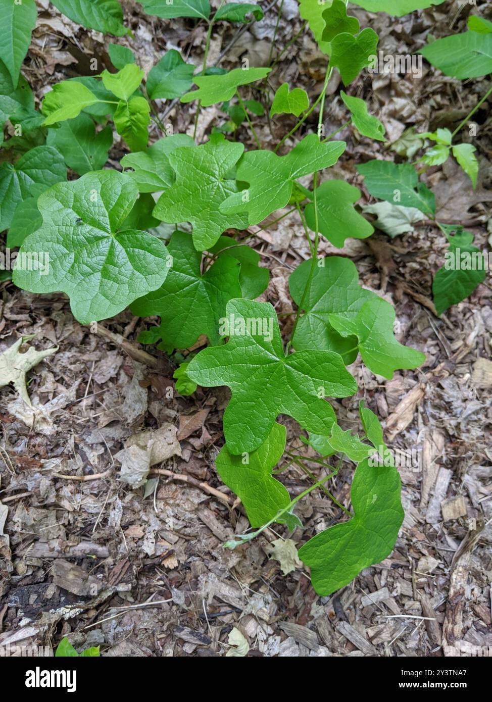 moonseed (Menispermum canadense) Plantae Stock Photo - Alamy