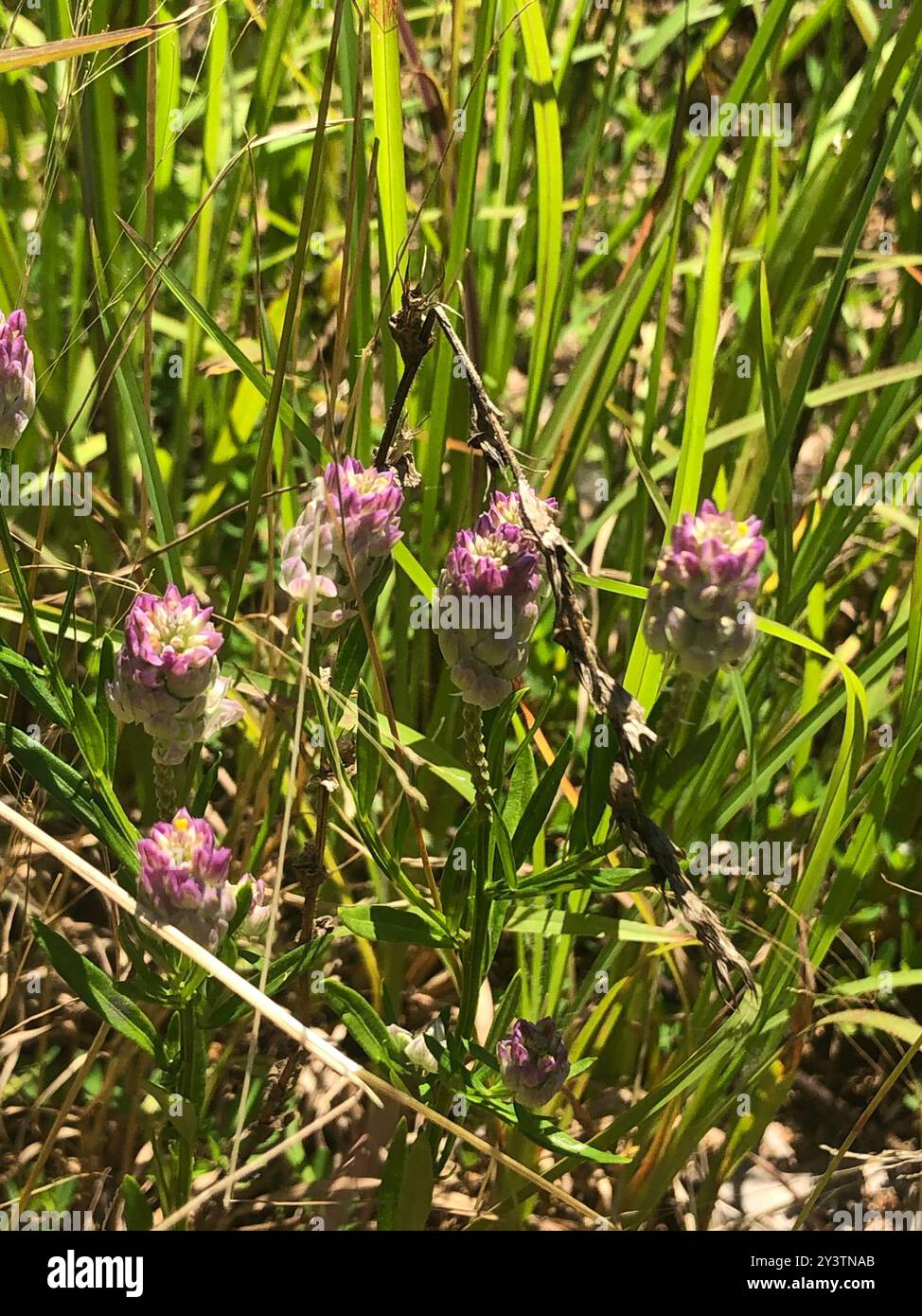 field milkwort (Senega sanguinea) Plantae Stock Photo - Alamy