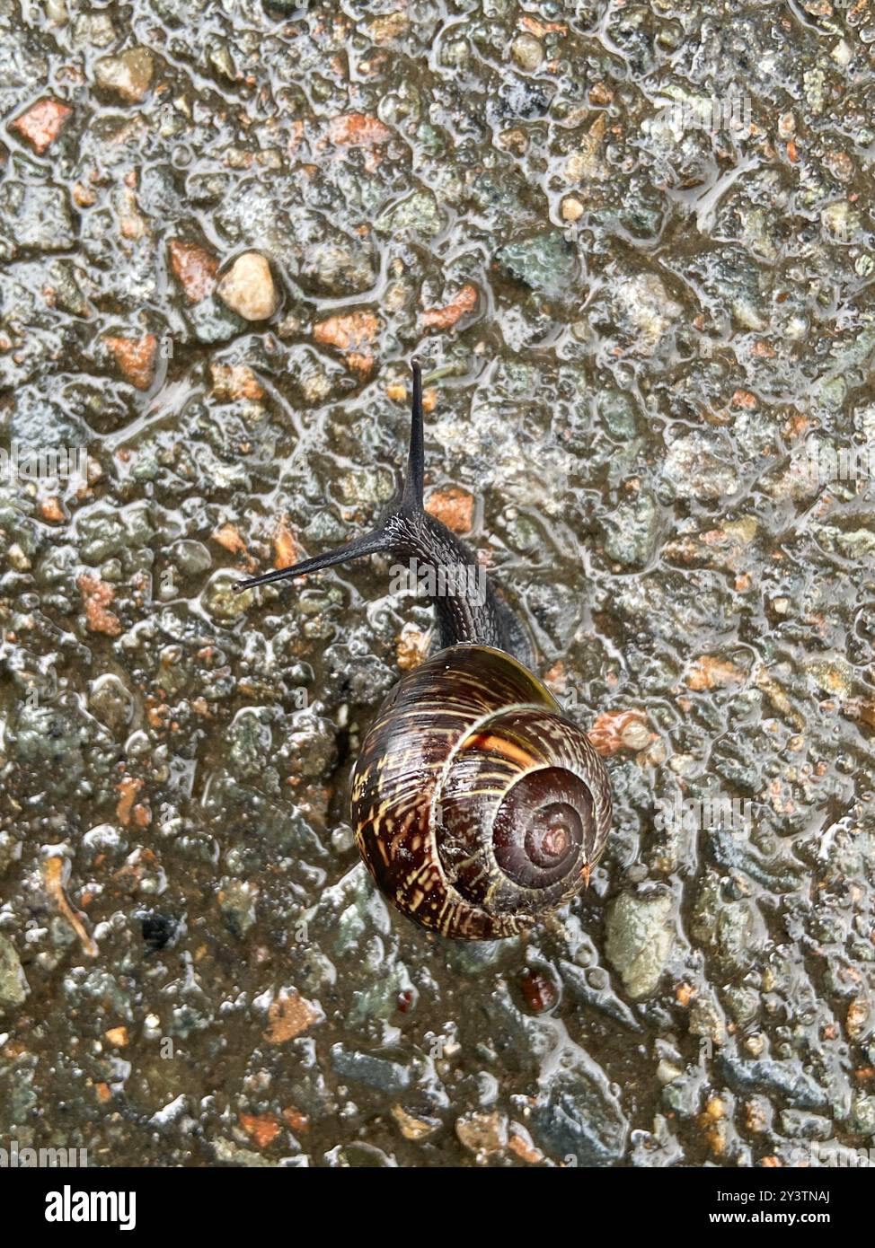 Copse Snail (Arianta arbustorum) Mollusca Stock Photo - Alamy