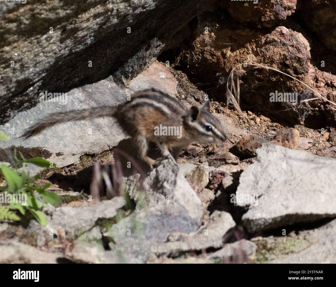 Least Chipmunk (Neotamias minimus) Mammalia Stock Photo - Alamy