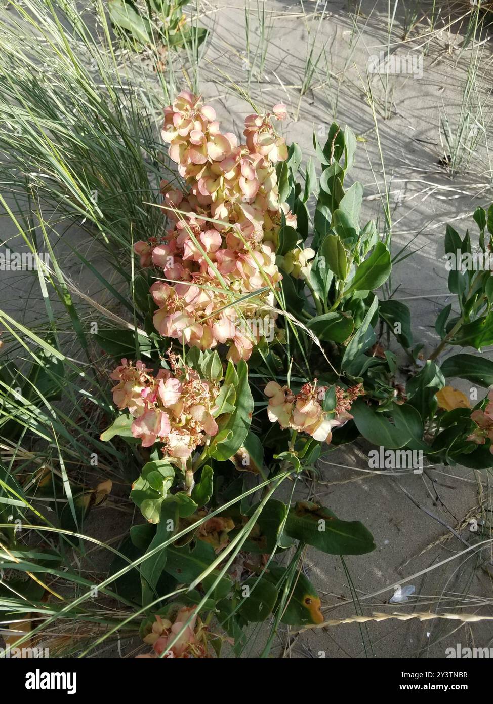 winged dock (Rumex venosus) Plantae Stock Photo - Alamy
