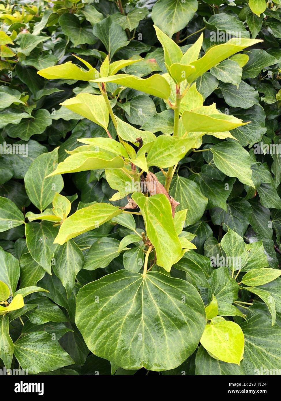 Canary Islands Ivy (Hedera canariensis) Plantae Stock Photo - Alamy