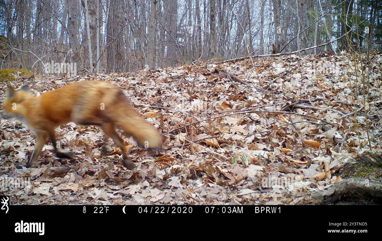 Red Fox (Vulpes vulpes) Mammalia Stock Photo - Alamy