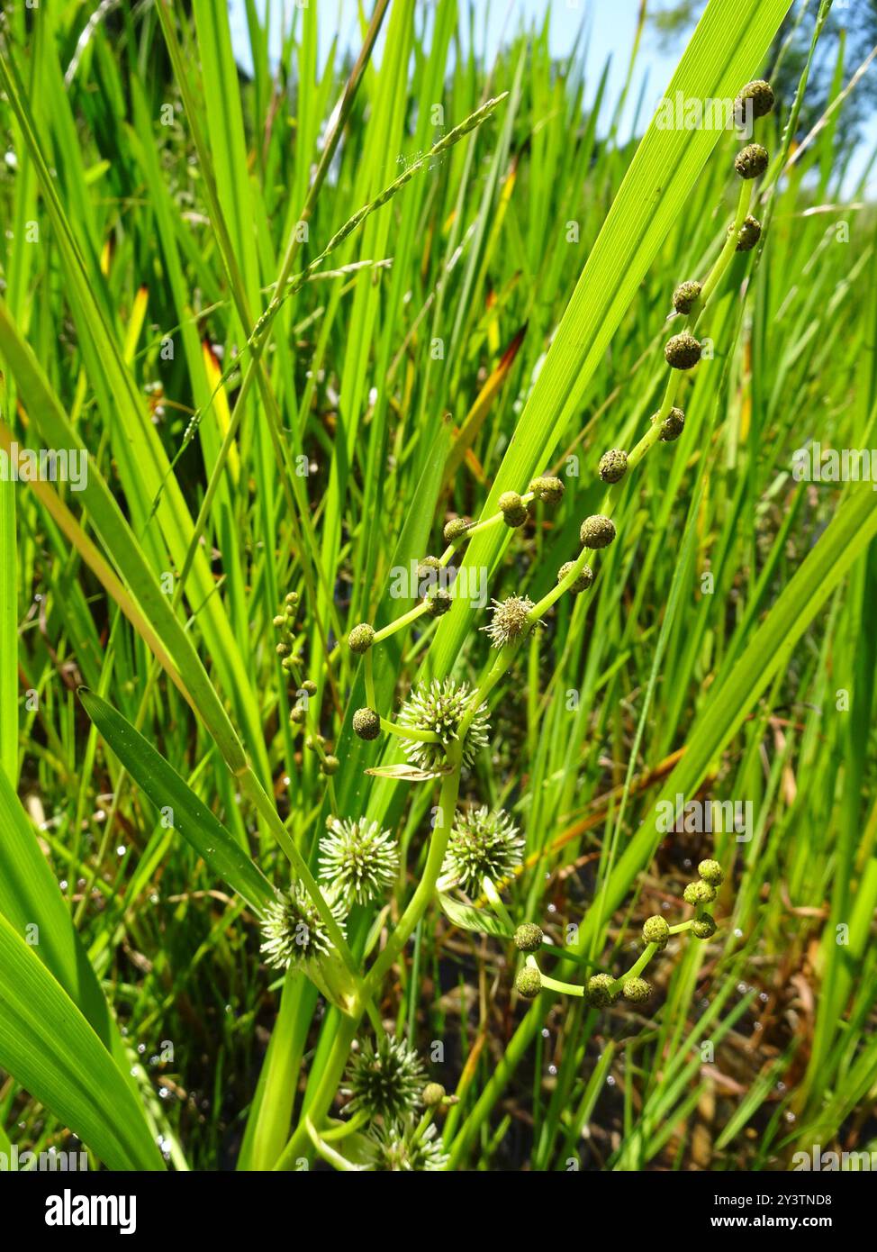 Branched Bur-reed (Sparganium erectum) Plantae Stock Photo - Alamy