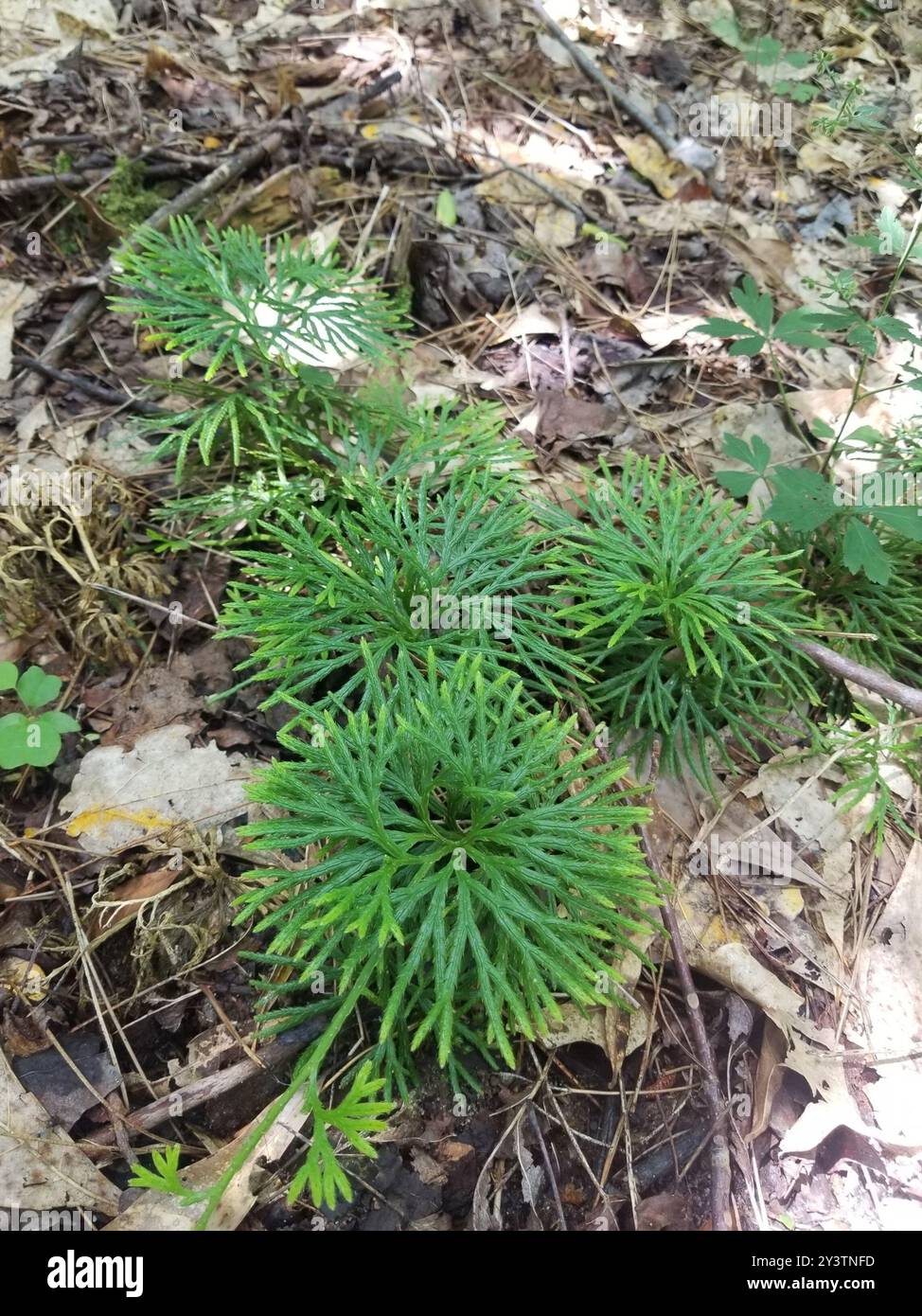 fan clubmoss (Diphasiastrum digitatum) Plantae Stock Photo - Alamy