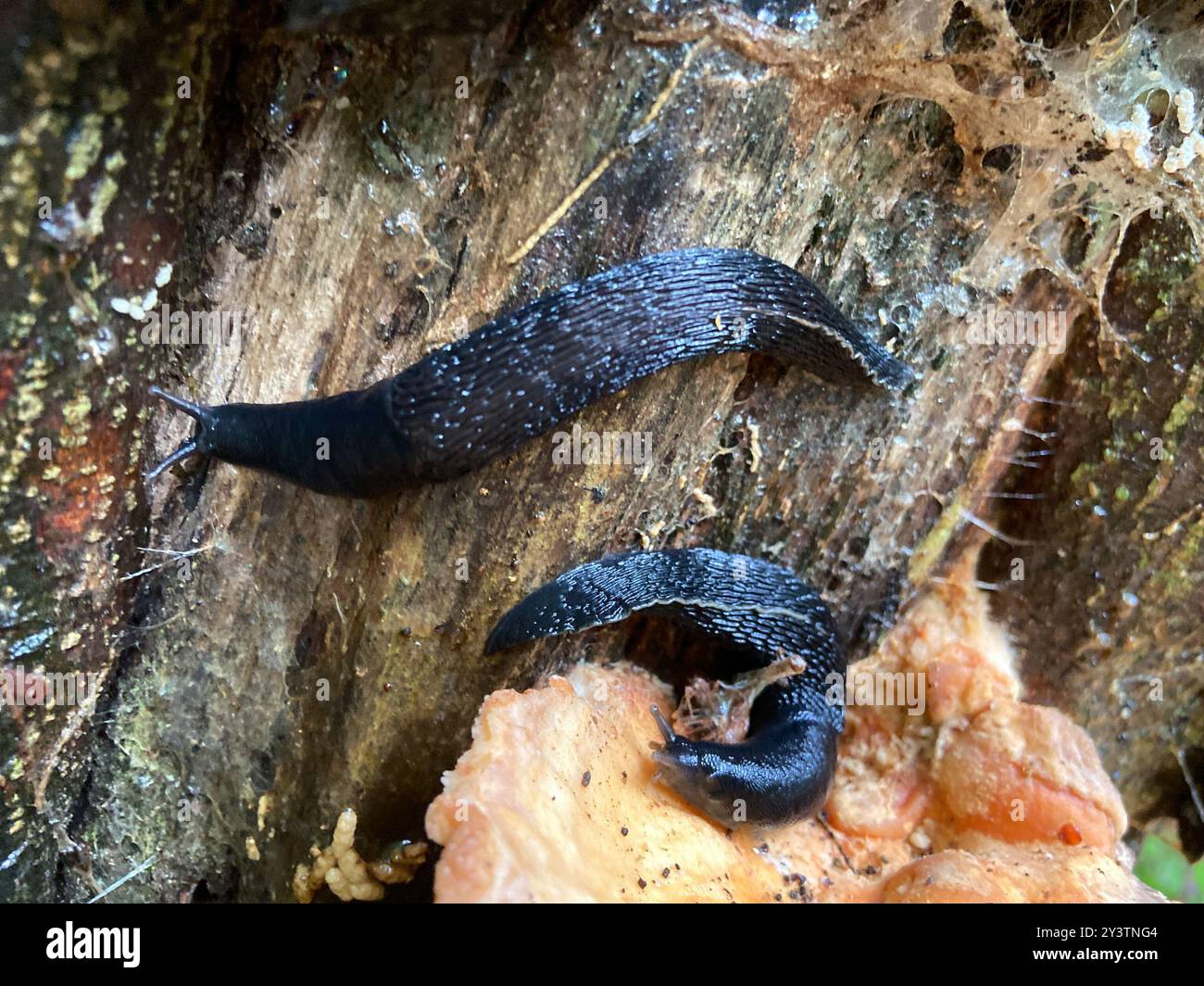 Ash-black Slug (Limax cinereoniger) Mollusca Stock Photo - Alamy