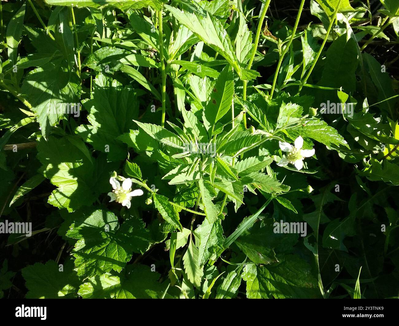 white avens (Geum canadense) Plantae Stock Photo - Alamy