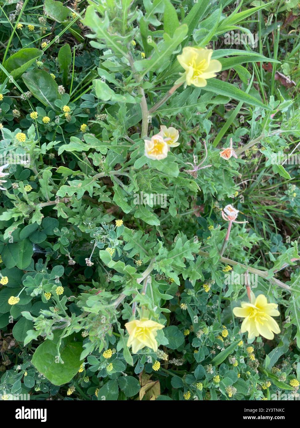 cutleaf evening primrose (Oenothera laciniata) Plantae Stock Photo - Alamy