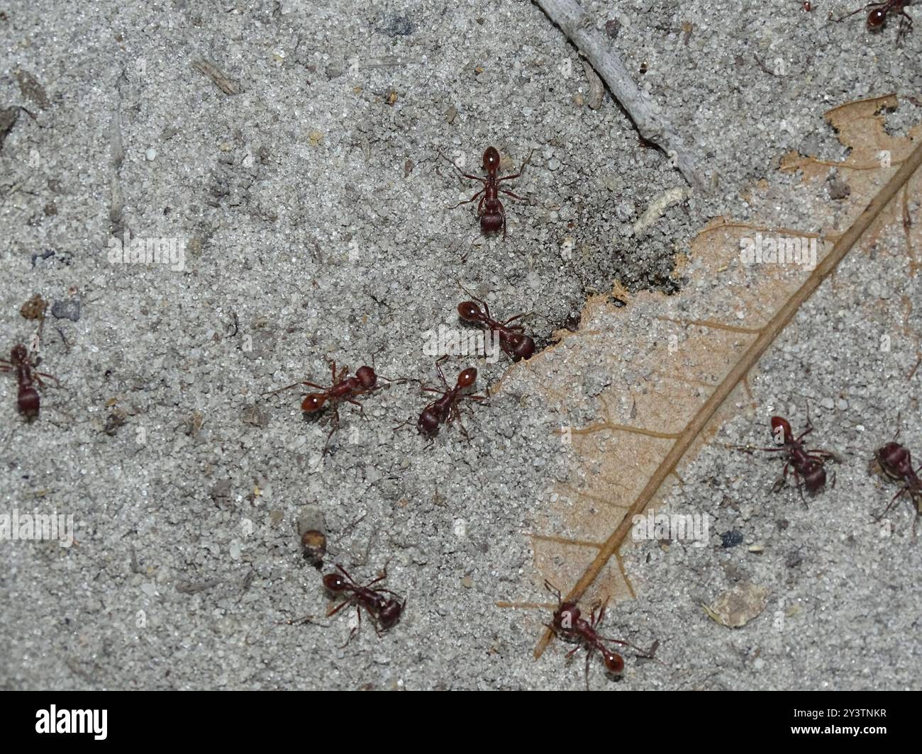 Florida Harvester Ant (Pogonomyrmex badius) Insecta Stock Photo - Alamy