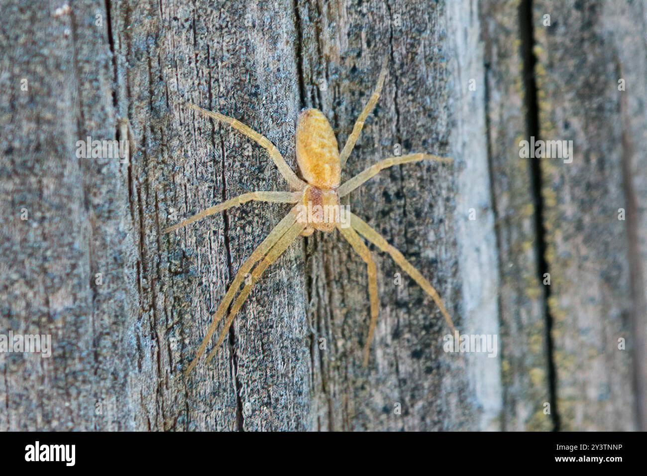 Running Crab Spiders (Philodromus) Arachnida Stock Photo - Alamy