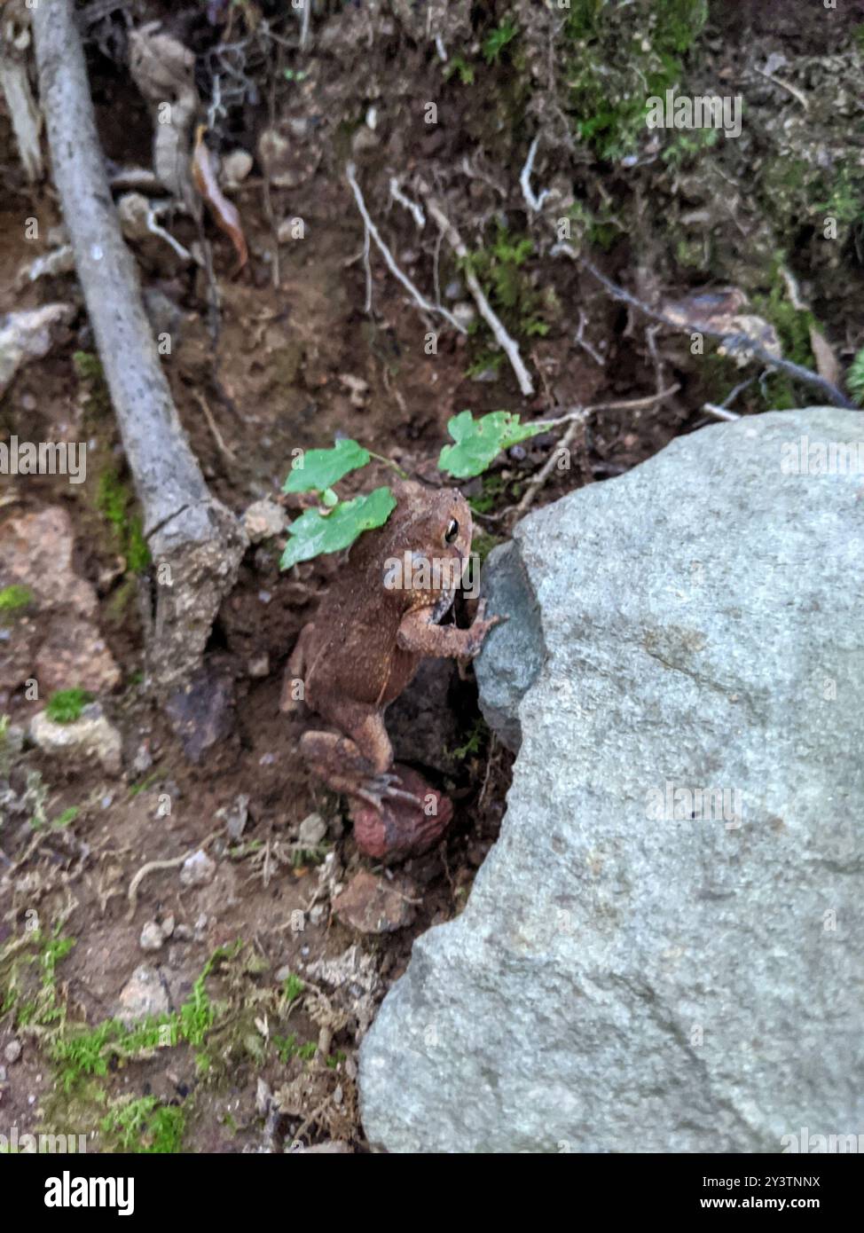 Eastern American Toad (Anaxyrus americanus americanus) Amphibia Stock ...