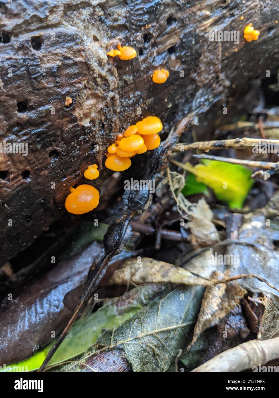 orange pore fungus (Favolaschia claudopus) Fungi Stock Photo - Alamy