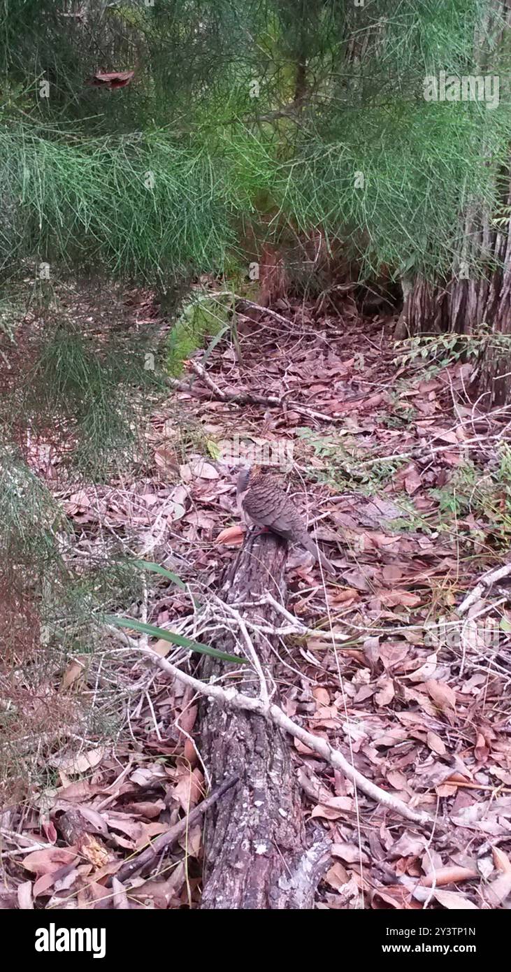 Bar-shouldered Dove (Geopelia humeralis) Aves Stock Photo - Alamy