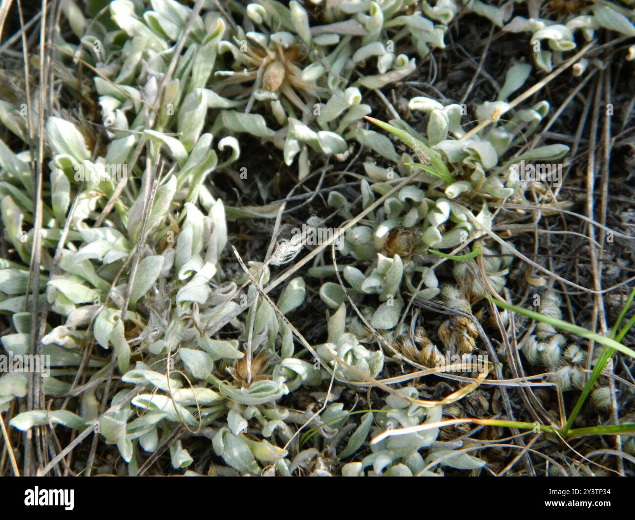 Low Pussytoes (Antennaria dimorpha) Plantae Stock Photo - Alamy
