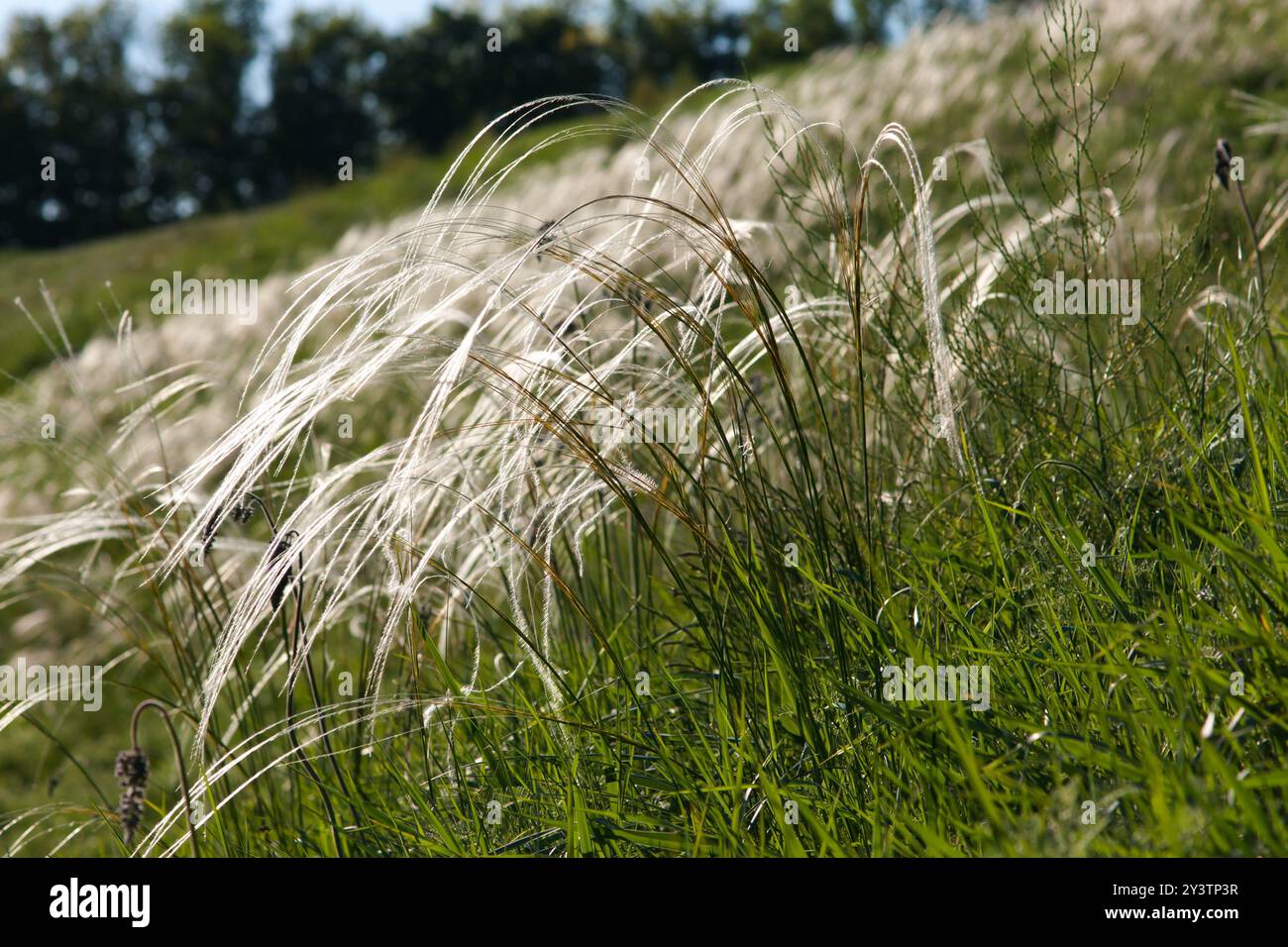 Needle Grasses (Stipa) Plantae Stock Photo - Alamy