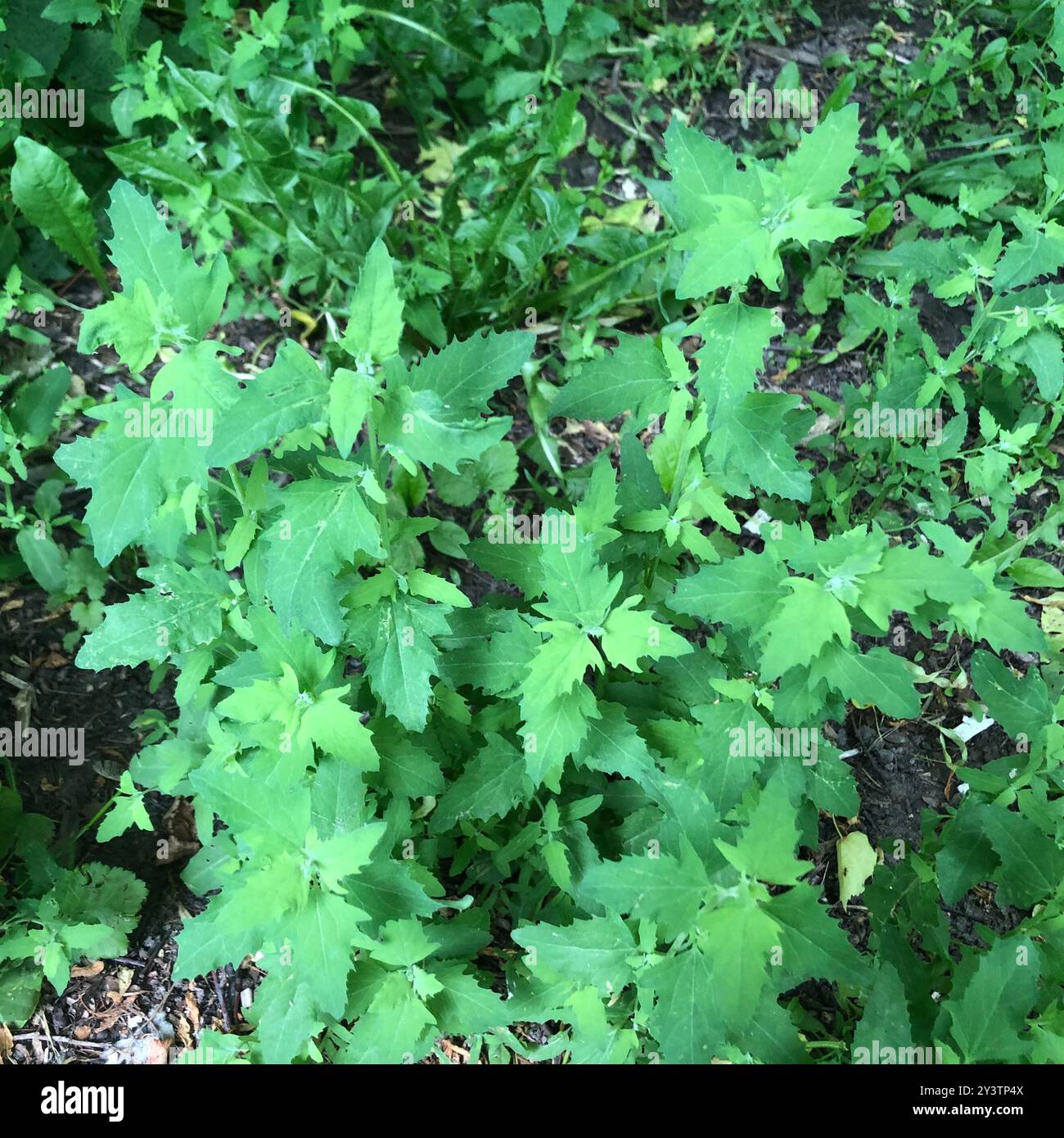 saltbush subfamily (Chenopodioideae) Plantae Stock Photo - Alamy