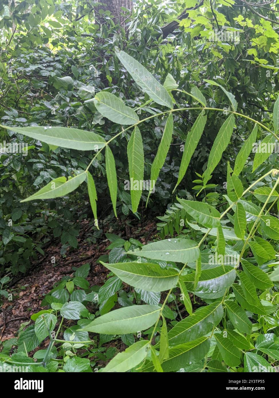 walnut family (Juglandaceae) Plantae Stock Photo - Alamy