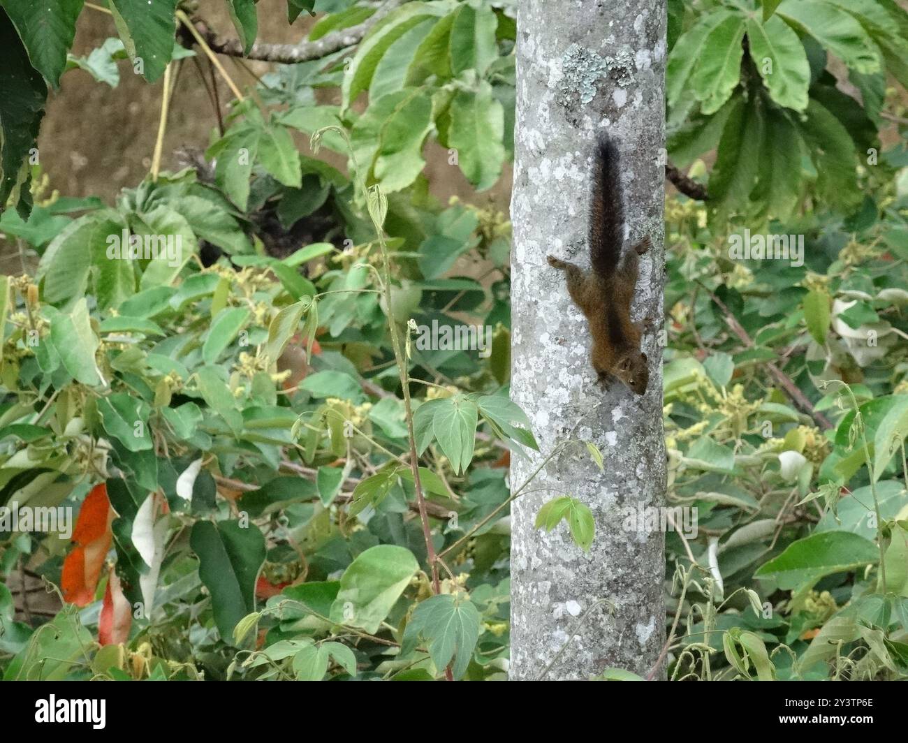 Andean Squirrel (Sciurus pucheranii) Mammalia Stock Photo - Alamy