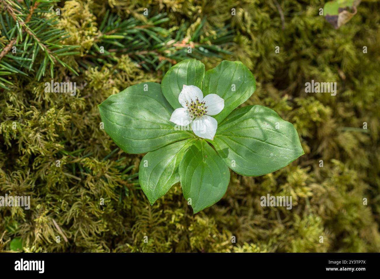 Canadian bunchberry (Cornus canadensis) Plantae Stock Photo - Alamy