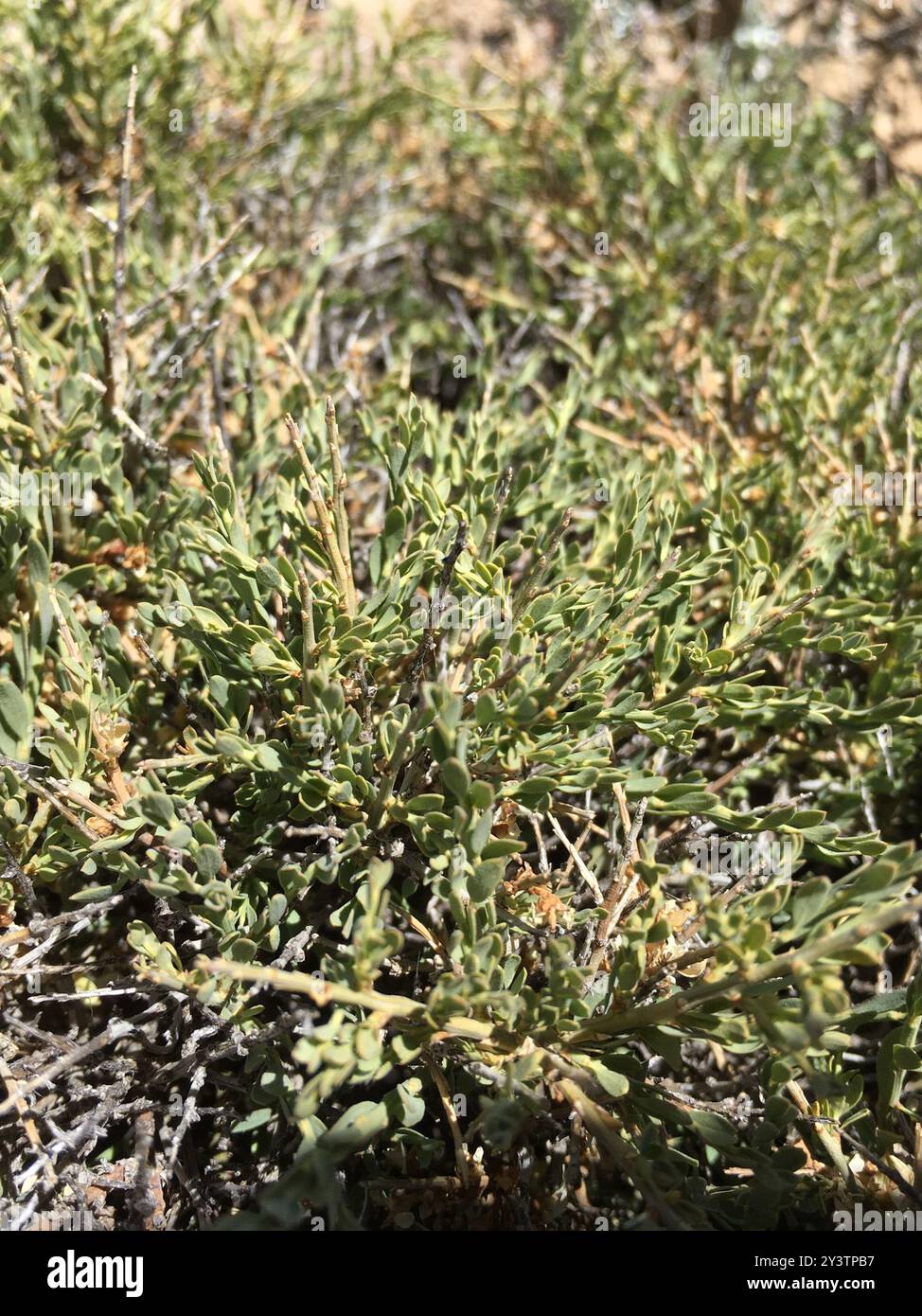 Spiny Greasebush (Glossopetalon spinescens) Plantae Stock Photo - Alamy