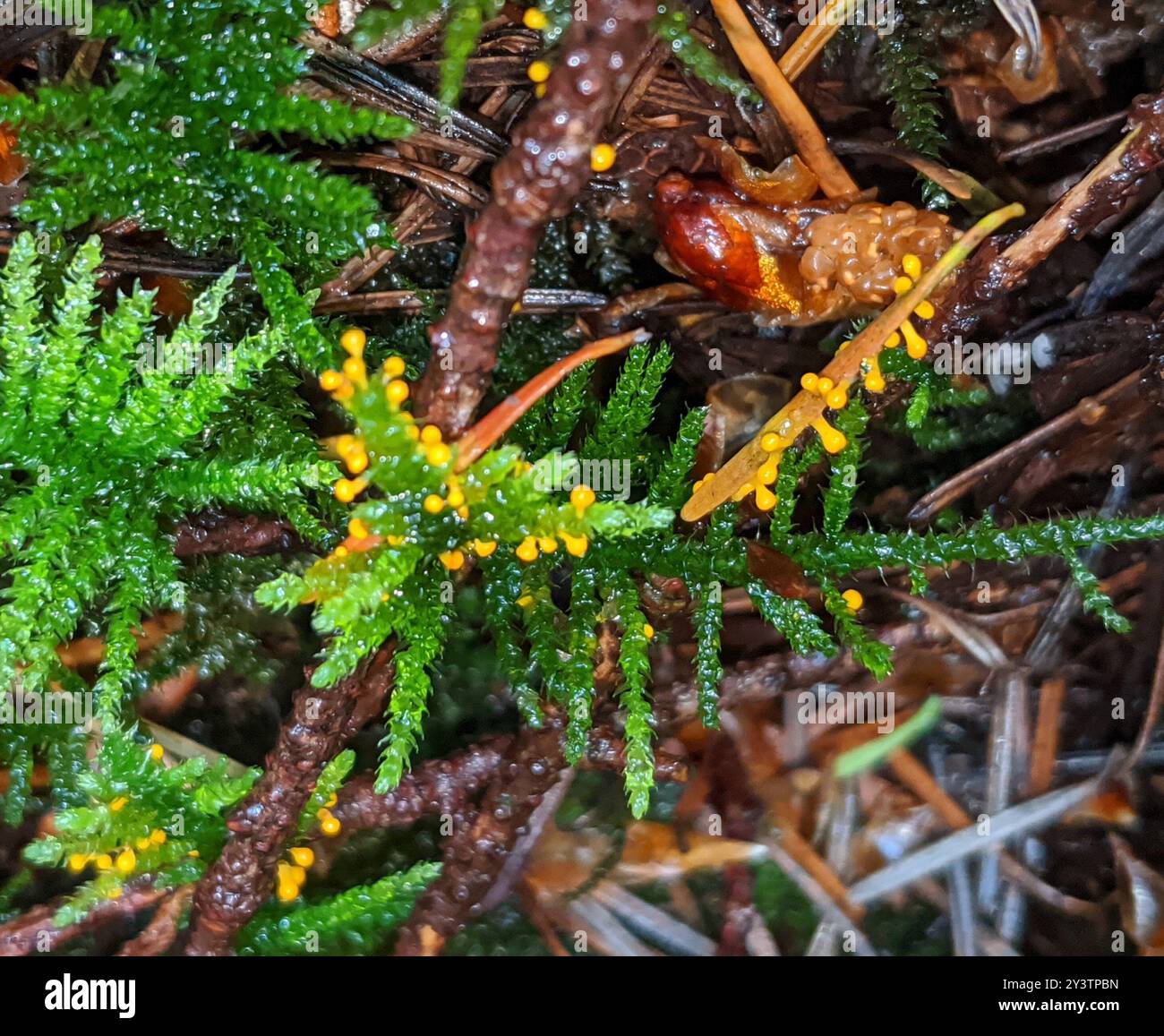 True slime molds hi-res stock photography and images - Alamy