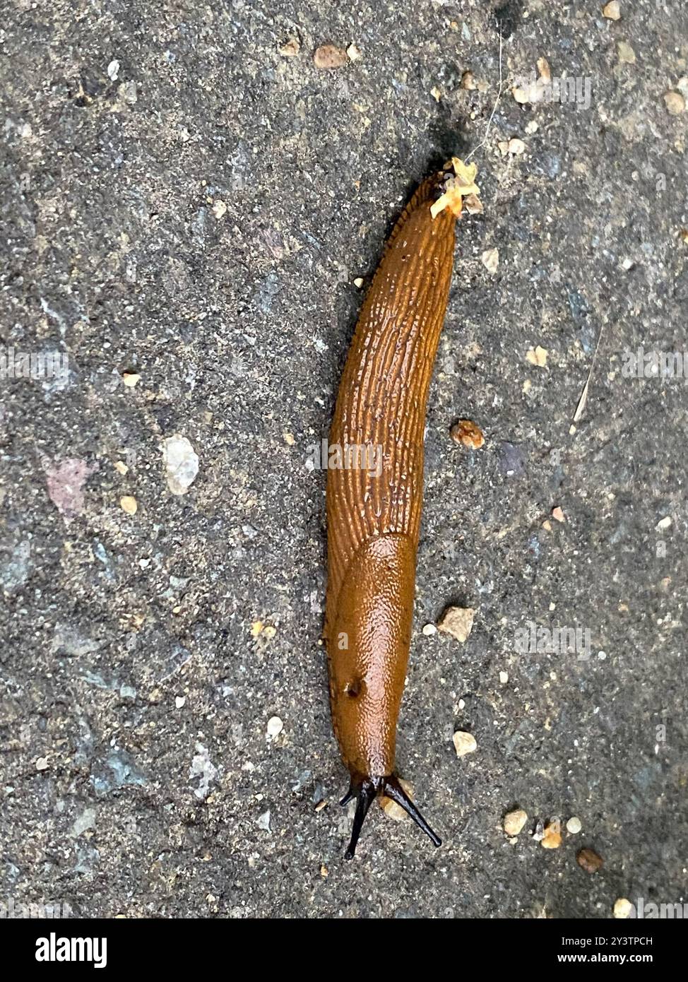 Spanish Slug (Arion vulgaris) Mollusca Stock Photo - Alamy