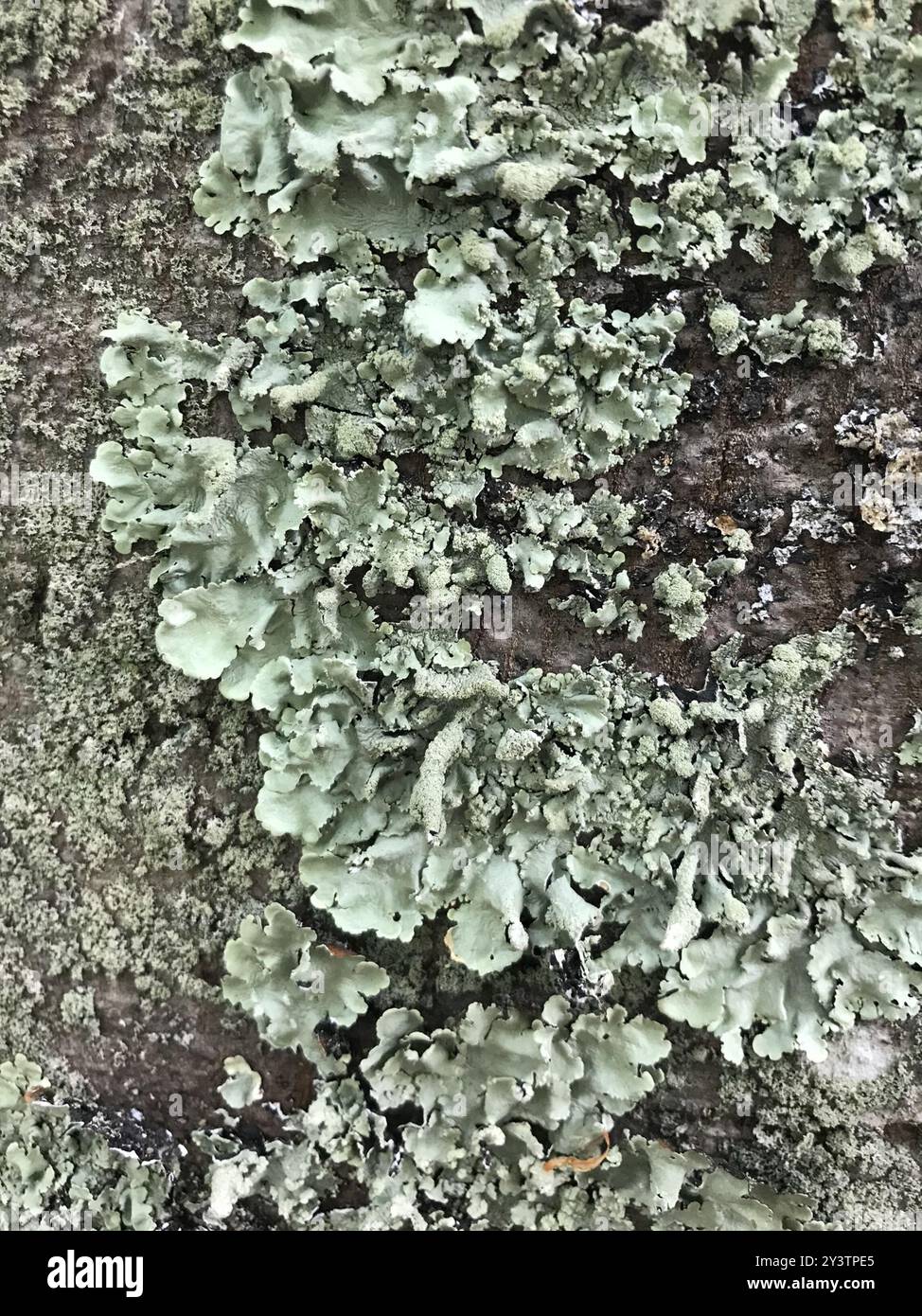 common greenshield lichen (Flavoparmelia caperata) Fungi Stock Photo ...