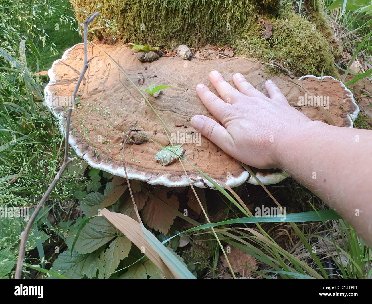 artist's bracket (Ganoderma applanatum) Fungi Stock Photo - Alamy