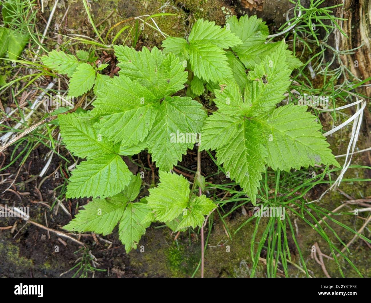 dwarf raspberry (Rubus pubescens) Plantae Stock Photo - Alamy