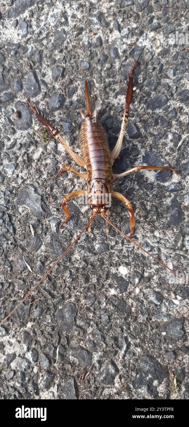 Auckland Tree Weta (Hemideina thoracica) Insecta Stock Photo - Alamy