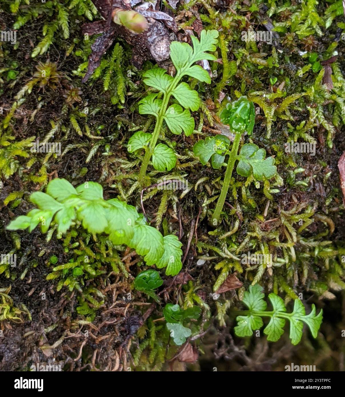 brittle bladderfern (Cystopteris fragilis) Plantae Stock Photo - Alamy