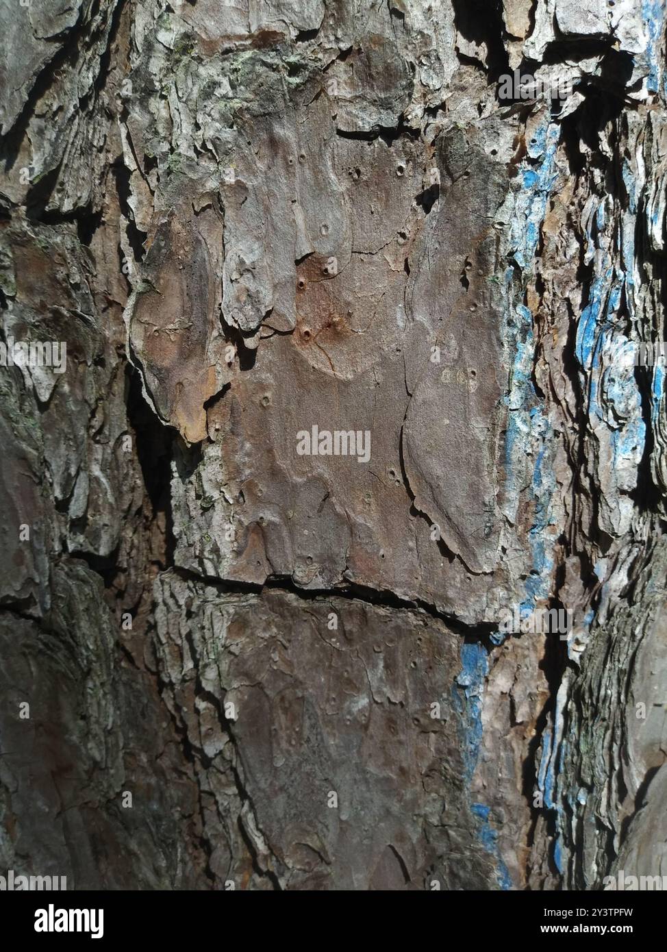 shortleaf pine (Pinus echinata) Plantae Stock Photo - Alamy