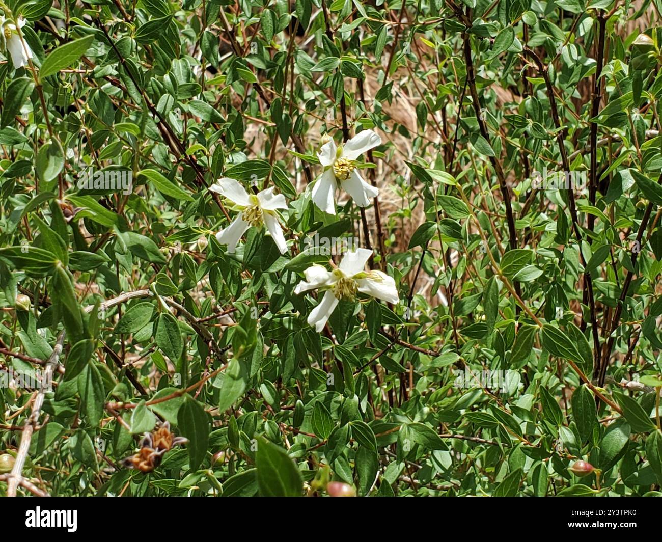 littleleaf mock orange (Philadelphus microphyllus) Plantae Stock Photo ...