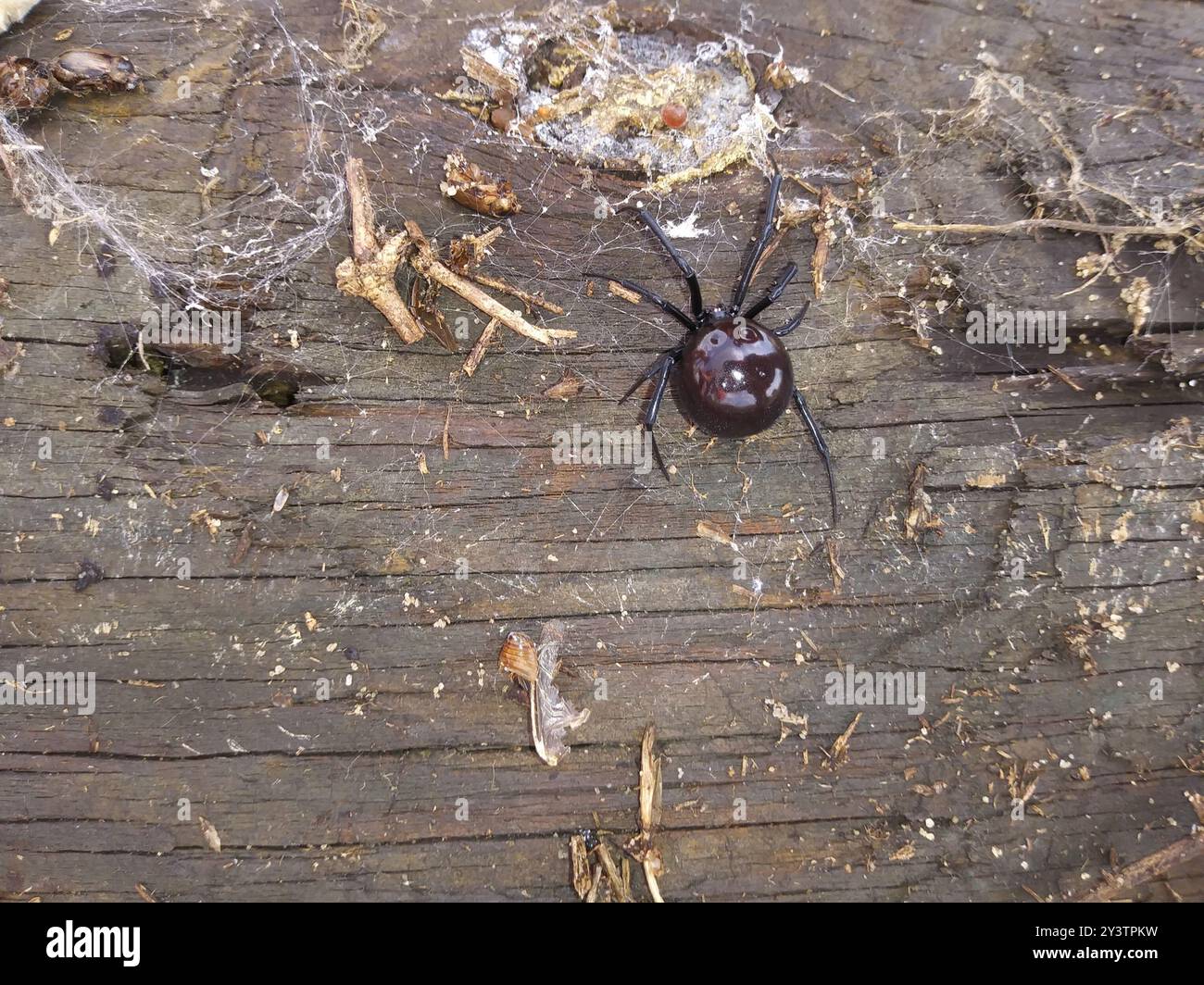 Southern Black Widow (Latrodectus mactans) Arachnida Stock Photo - Alamy