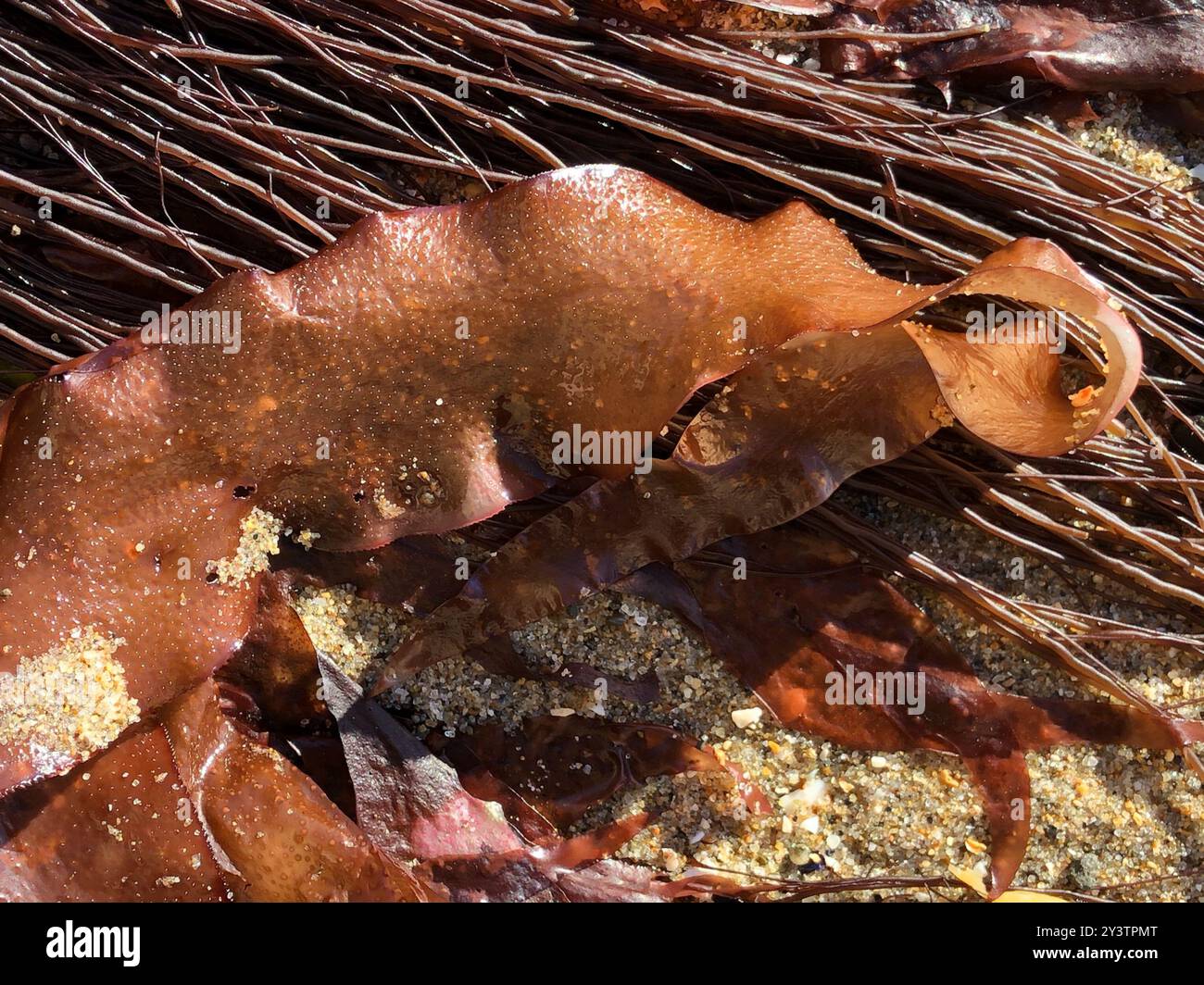 red algae (Rhodophyta) Plantae Stock Photo - Alamy