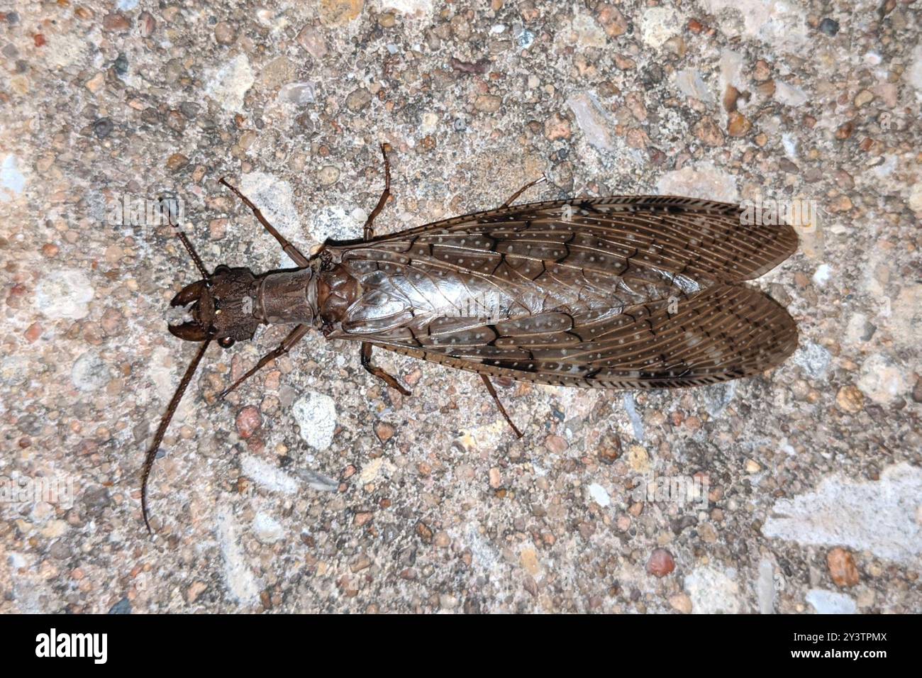 Eastern Dobsonfly (Corydalus cornutus) Insecta Stock Photo - Alamy