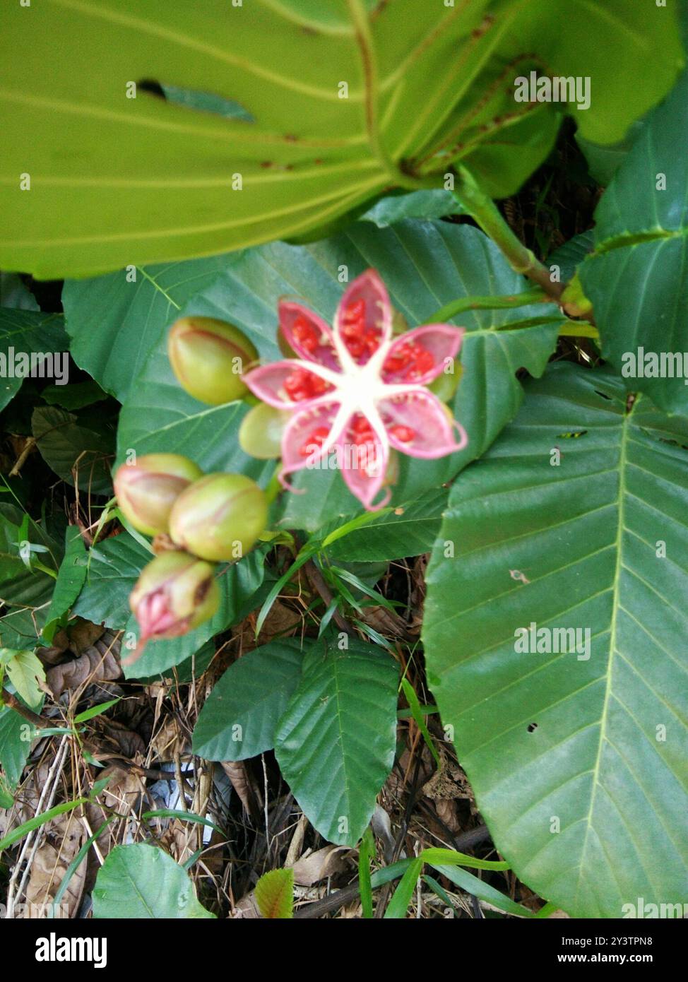 Simpoh Air (Dillenia suffruticosa) Plantae Stock Photo - Alamy